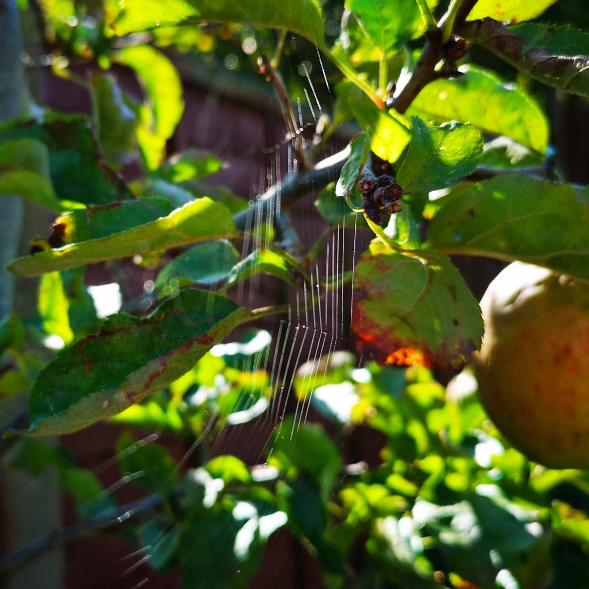 10 Reasons Why Foraging Is Good For You - Marvellous Mrs P - Lifestyle ...